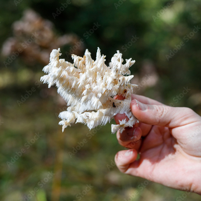 Coral Tooth - Boulder Mushroom